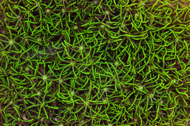 Metallic Green Star Polyps - Pachyclavularia spp.