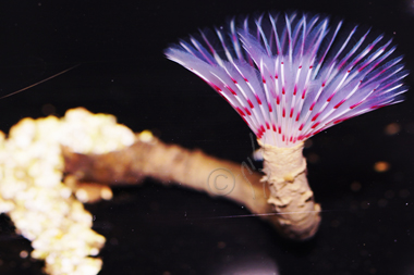 Pink and White Dwarf Feather Duster - Bispira spp.
