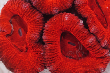 Red Acan Lord - Acanthastrea lordhowensis