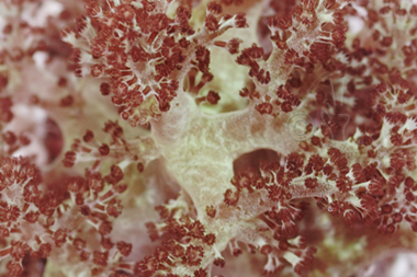 Green Kenya Tree Coral - Capnella spp.