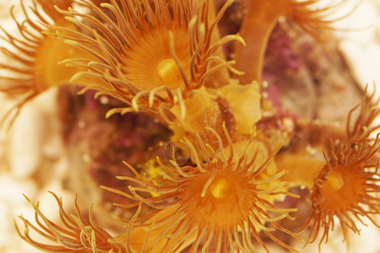 Yellow Polyps - Parazoanthus spp.