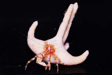 Staghorn Hermit Crab - Manucomplanus varians