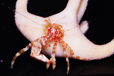 Staghorn Hermit Crab - Manucomplanus varians