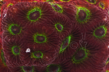 Green Eyed Red Favites Brain Coral - Favites spp.