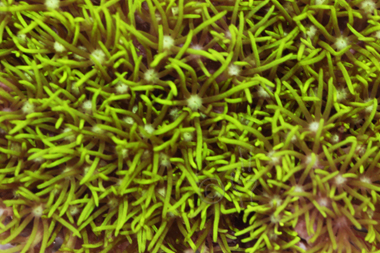 Metallic Green Star Polyps - Pachyclavularia spp.