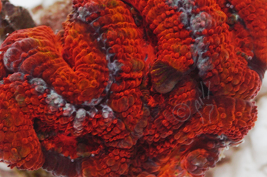 Super Red Acan Lord Brain - Acanthastrea lordhowensis
