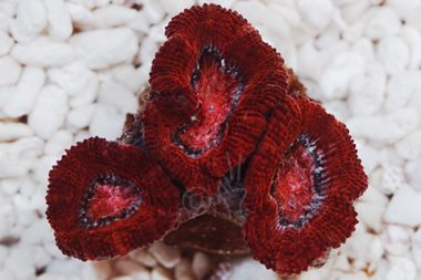 Super Red Acan Lord - Acanthastrea lordhowensis