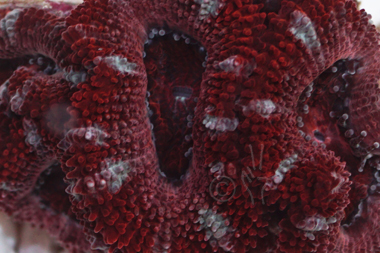 Multi Color Acan Lord Brain - Acanthastrea lordhowensis