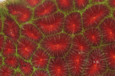Red Eye Favia Brain Coral - Favia spp.