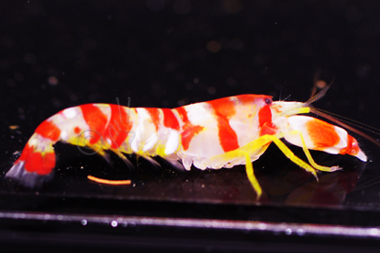 Candy Stripe Pistol Shrimp - Alpheus spp.