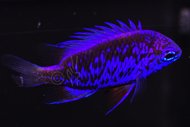 Springer's Damsel - Chrysiptera springeri