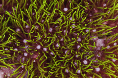 Green Star Polyps - Pachyclavularia spp.