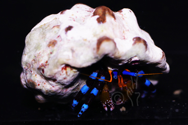 Electric Blue Knuckle Hermit Crab - Calcinus elegans