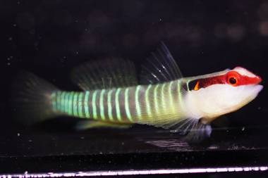 Green Banded Goby - Elacatinus multifasciatus