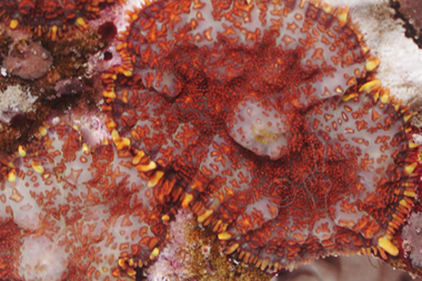 Orange Bullseye Mushroom - Rhodactis spp.