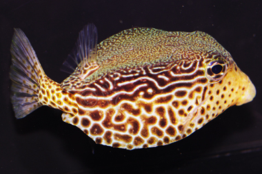 Scribbled Boxfish - Ostracion solorensis