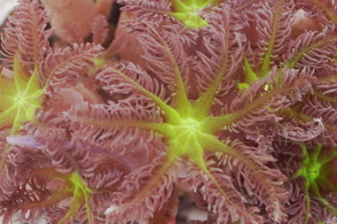 Green Glove Polyps - Clavularia spp.