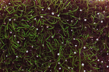 Green Star Polyps - Pachyclavularia spp.