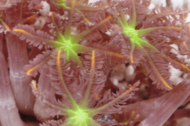 Gold Striped Green Glove Polyps - Clavularia spp.