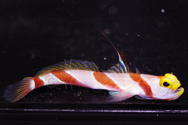 Yellow Rose Goby - Stonogobiops nematodes