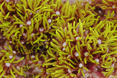 Green Star Polyps - Pachyclavularia spp.