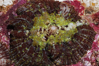 MultiColor Bullseye - Rhodactis spp.