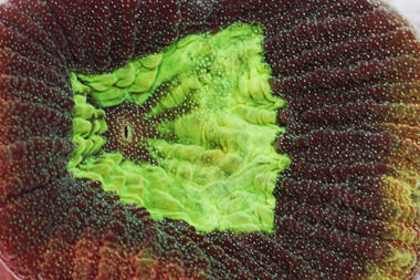 Rainbow Favia Brain Coral - Favia spp.
