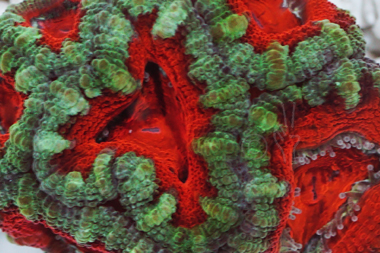 Christmas In Summer! - Red and Green Acan Lord - Acanthastrea lordhowensis