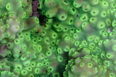 Green Flowering Pavona - Pavona maldivensis