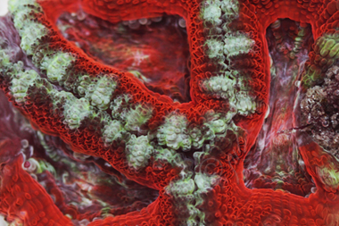 Red and Green Acan Lord - Acanthastrea lordhowensis