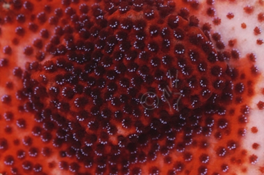 Blue Polyp Red Monti - Montipora spp.