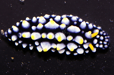 Pimpled Sea Slug - Phyllidia spp.