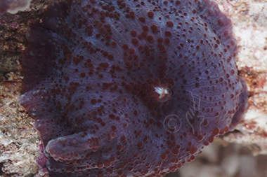Aussie Purple Pimple Mushrooms - Discosoma spp.
