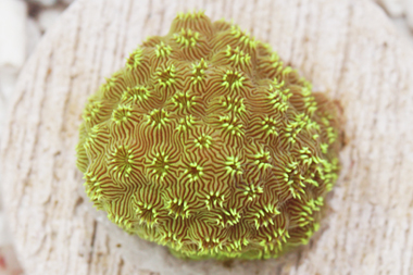 Green Flowering Pavona - Pavona maldivensis