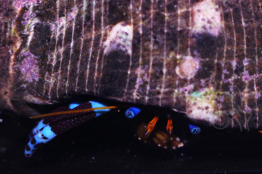 Electric Blue Knuckle Hermit Crab - Calcinus elegans