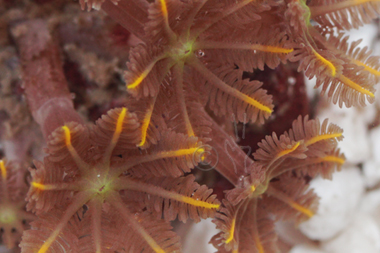 Gold Striped Glove Polyps - Clavularia spp.