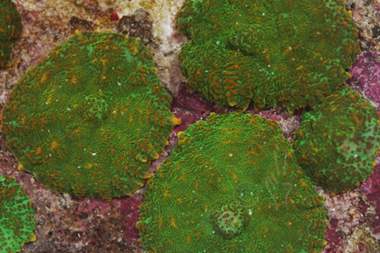 Green Bullseye Mushroom - Rhodactis spp.