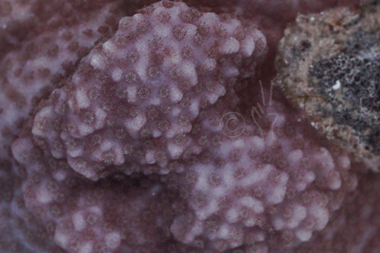 Purple Encrusting Montipora - Montipora danae