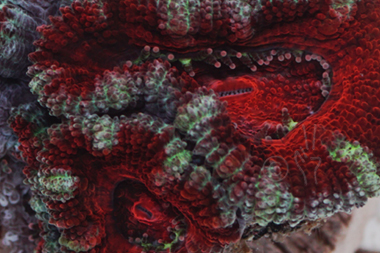 Multi Color Acan Lord - Acanthastrea lordhowensis