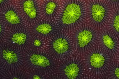 Green Favites Brain Coral - Favites spp.