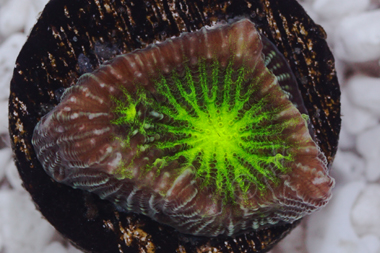 Favites Brain Coral - Favites spp.