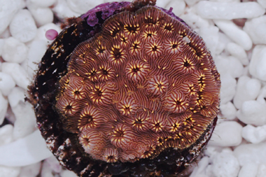 Orange Flowering Pavona - Pavona maldivensis