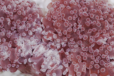 Wall Frogspawn Coral - Euphyllia divisa