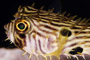 Spiny Box Burrfish - Chilomycterus schoepfii