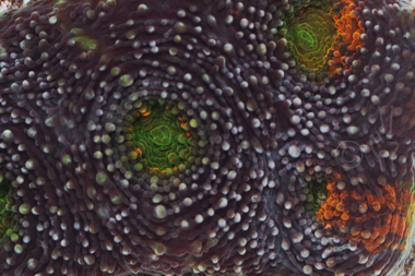 Orange and Green Echinata Acan Brain - Acanthastrea echinata