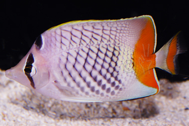 Pearlscale Butterflyfish - Chaetodon xanthrusus