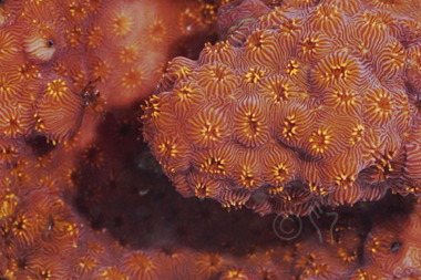 Orange Flowering Pavona - Pavona maldivensis