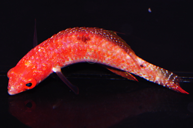 Diamond-Tail Flasher Wrasse - Paracheilinus attenuatus