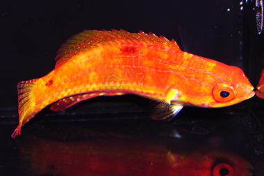 Diamond-Tail Flasher Wrasse - Paracheilinus attenuatus