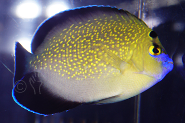Goldflake Angelfish - Apolemichthys xanthopunctatus
